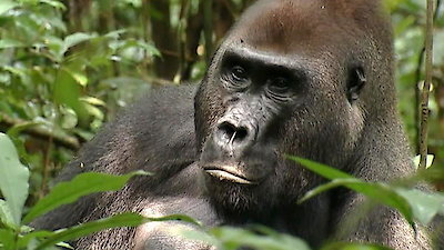 Watch Wild Congo Season 1 Episode 2 - King Kong's Lair Online Now