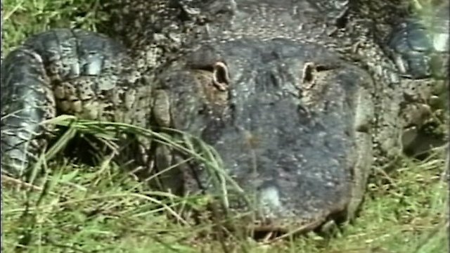 Watch Really Wild Animals Streaming Online - Yidio