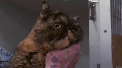 Watch Animal ER Live Season 1 Episode 3 - Sat, Apr 6, 2019 Online Now