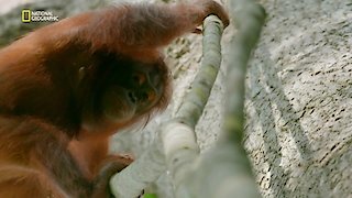 Watch Hostile Planet Season 1 Episode 4 - Jungles Online Now