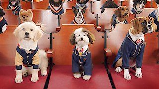 Watch Pup Academy Season 1 Episode 1 - The Stray's First Day Online Now