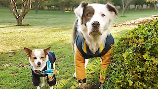 Watch Pup Academy Season 1 Episode 11 - The Substitute Online Now