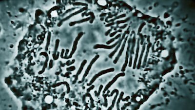 Watch History 101 Season 1 Episode 10 - Genetics Online Now