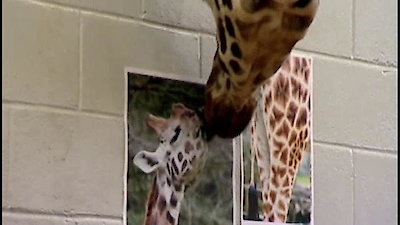 Watch Creatures Like Us Season 1 Episode 5 - The Dating Agency Online Now