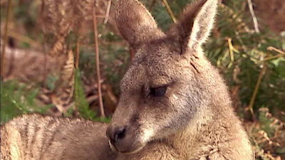 Watch Ms. Adventure Season 1 Episode 2 - Courtship Online Now