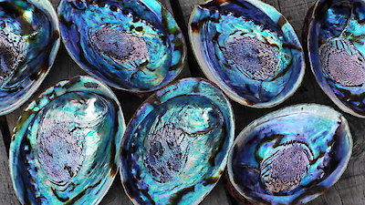 Watch Abalone Wars Season 5 Episode 1 - Into The Storm Online Now