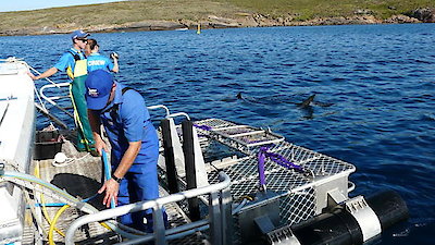 Watch Abalone Wars Season 5 Episode 3 - Proving Grounds Online Now