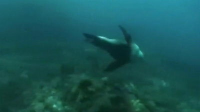 Watch Abalone Wars Season 2 Episode 3 - Storm Watch Online Now