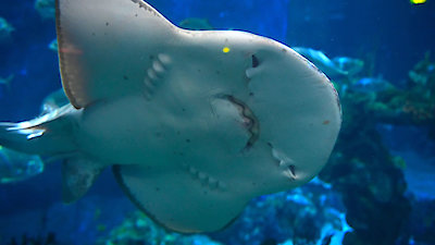 Watch Magic of Disney's Animal Kingdom Season 1 Episode 7 - The Big Egg ...