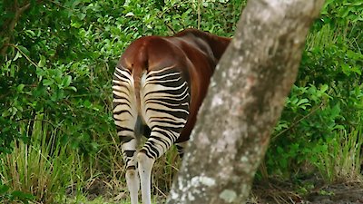 Watch Magic of Disney's Animal Kingdom Season 2 Episode 4 - Okapi ...