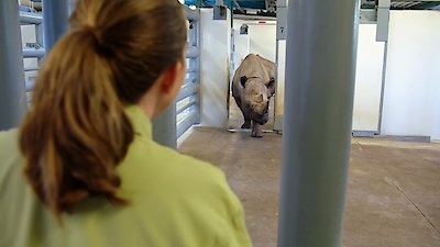 Watch Magic of Disney's Animal Kingdom Season 2 Episode 5 - Gorilla ...