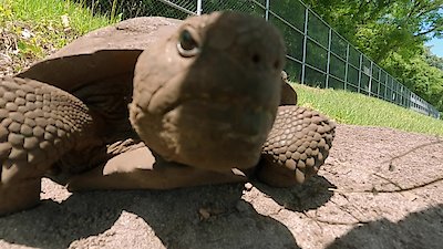 Watch Magic of Disney's Animal Kingdom Season 2 Episode 7 - That's ...