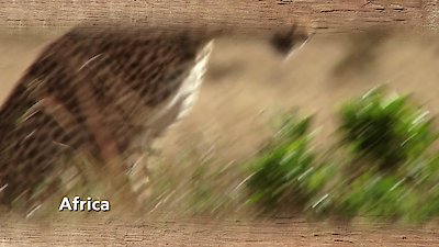 Watch Magic of Disney's Animal Kingdom Season 2 Episode 8 - Chilled-Out ...