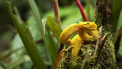 Watch Wild Central America Season 1 Episode 1 - Costa Rica Online Now