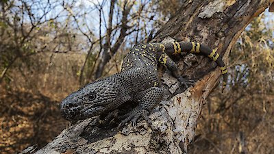 Watch Wild Central America Season 1 Episode 2 - Wild Guatemala Online Now