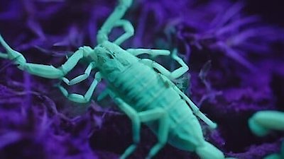 Watch Alien Worlds Season 1 Episode 2 - Janus Online Now