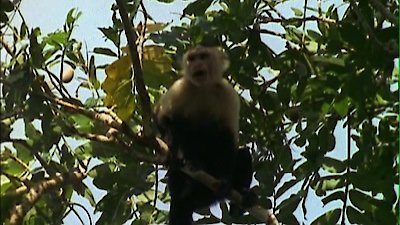 Watch The Life of Mammals Season 1 Episode 4 - Chisellers Online Now