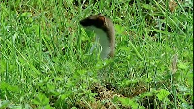 Watch The Life of Mammals Season 1 Episode 5 - Meat Eaters Online Now