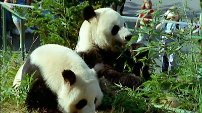 Watch The Life of Mammals Season 1 Episode 6 - Opportunists Online Now