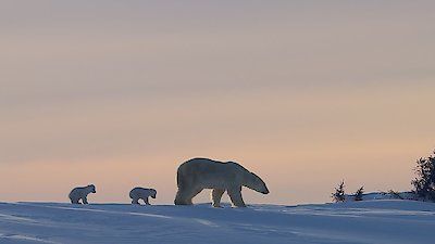 Watch Kingdom of the Polar Bears Season 1 Episode 1 - Clan of the North ...