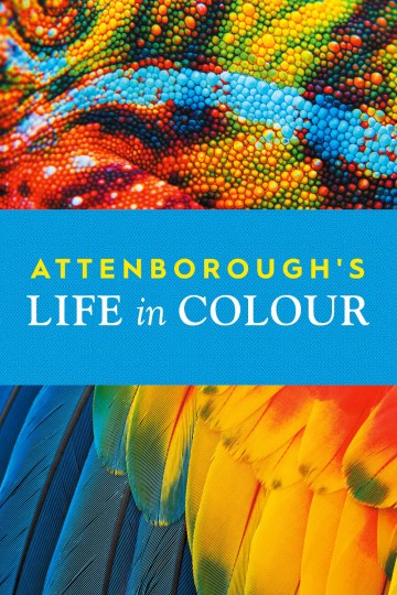 Watch Life in Color With David Attenborough Online (2021) - Stream ...