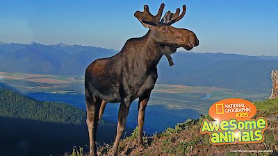 Watch Awesome Animals Season 1 Episode 8 - Moose Mayhem Online Now