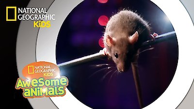 Watch Awesome Animals Season 1 Episode 4 - Rat Genius Online Now