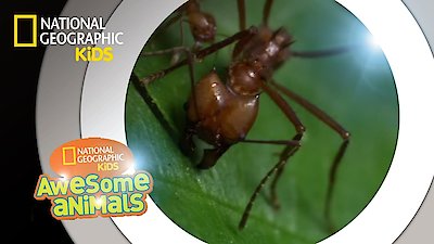 Watch Awesome Animals Season 1 Episode 5 - Antzilla Online Now