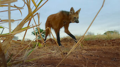 Watch Animal Season 1 Episode 2 - Dogs Online Now