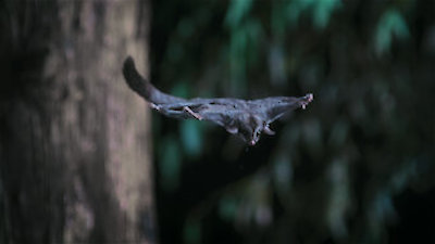 Watch Animal Season 1 Episode 3 - Marsupials Online Now