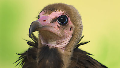 Watch Animal Season 2 Episode 2 - Birds of Prey Online Now
