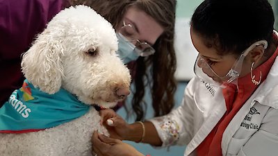 Watch Pop Goes the Vet with Dr. Joya Season 1 Episode 1 - I'm All Ear ...