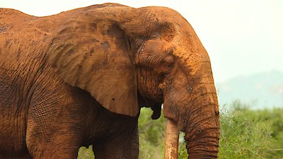Watch Our Great National Parks Season 1 Episode 3 - Tsavo, Kenya Online Now