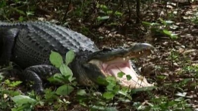 Watch Swamp Brothers Season 1 Episode 1 - Partners in Slime Online Now