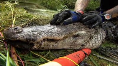 Watch Swamp Brothers Season 1 Episode 2 - Sex and the Single Gator ...