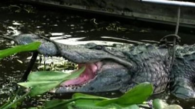 Watch Swamp Brothers Season 1 Episode 3 - That's The Big One Online Now