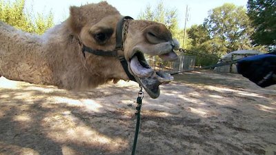 Watch Swamp Brothers Season 1 Episode 7 - Straw that Broke the Camel's ...