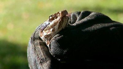 Watch Swamp Brothers Season 1 Episode 8 - Up a Swamp with One Paddle ...