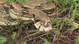 Watch Swamp Wars Online - Full Episodes of Season 3 to 1 | Yidio