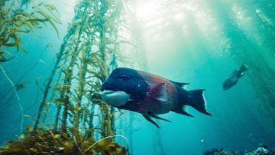 Watch America's National Parks Season 2 Episode 3 - Channel Islands ...