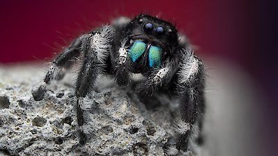 Watch A Real Bug's Life Season 1 Episode 1 - The Big City Online Now