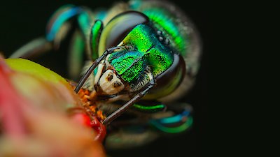 Watch A Real Bug's Life Season 1 Episode 2 - Welcome to the Jungle ...