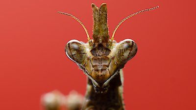 Watch A Real Bug's Life Season 1 Episode 4 - Braving the Backyard ...