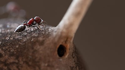 Watch A Real Bug's Life Season 1 Episode 5 - Land of Giants Online Now