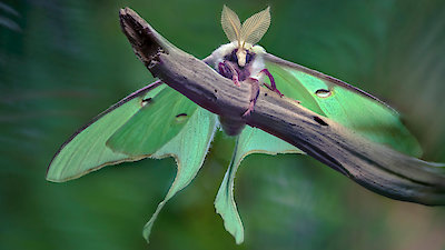 Watch A Real Bug's Life Season 2 Episode 1 - Love in the Forest Online Now