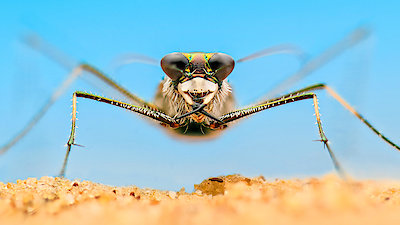 Watch A Real Bug's Life Season 2 Episode 2 - Life's a Beach Online Now