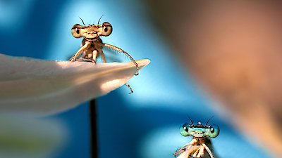 Watch A Real Bug's Life Season 2 Episode 3 - Once a Pond a Time Online Now