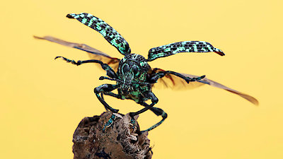 Watch A Real Bug's Life Season 2 Episode 4 - Tiny Heroes Down Under ...