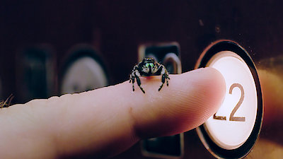 Watch A Real Bug's Life Season 2 Episode 5 - Bee-Hind the Camera Online Now