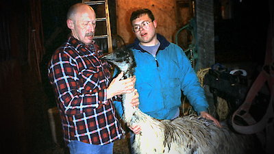 Watch The Incredible Pol Farm Season 1 Episode 3 - Haymakers Online Now
